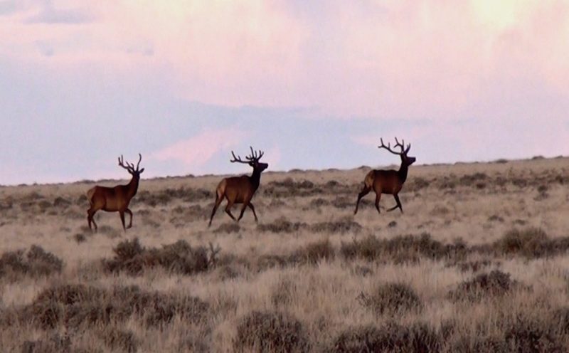 Wapiti - Native Memory Project