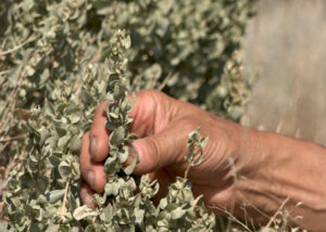 Shoshone Plants - Native Memory Project