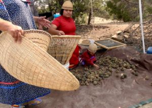 Shoshone Plants - Native Memory Project