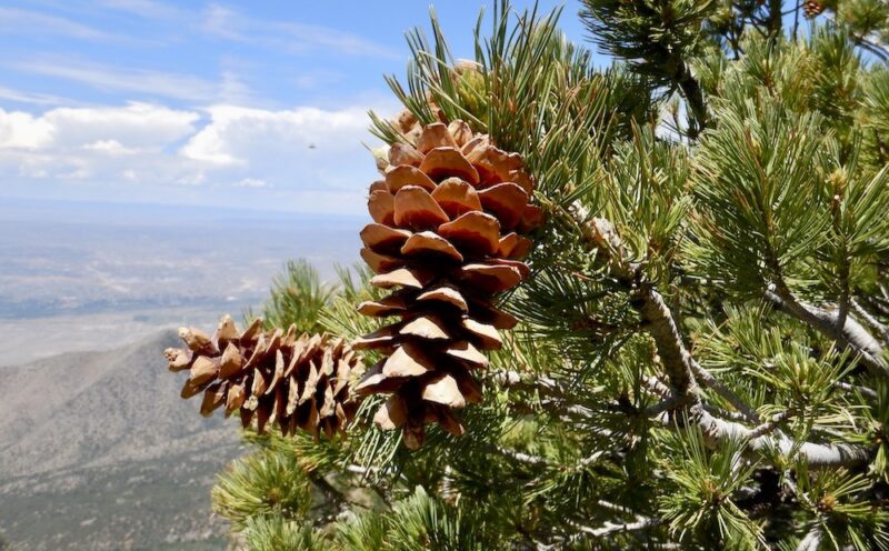 Pine Nut Harvest - Native Memory Project