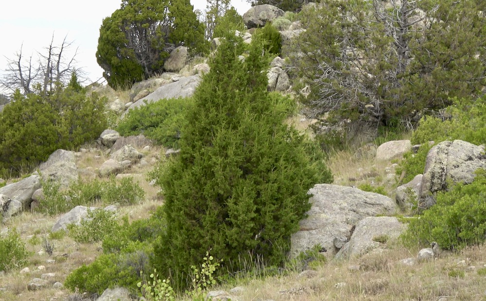 Old Man Cedar - Native Memory Project